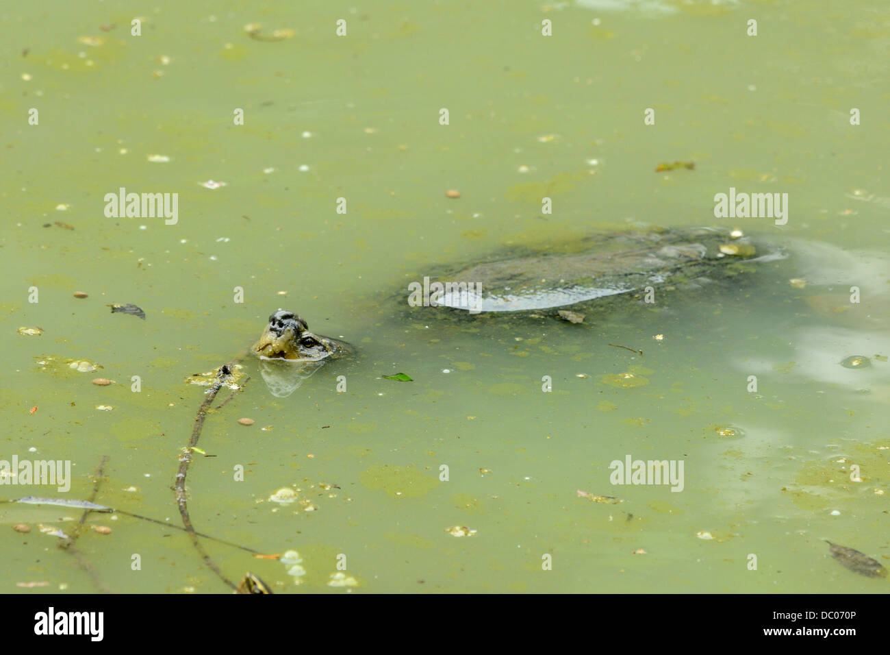 beautiful yellow-headed temple turtle (Hieremys annandalii) in Thai ...