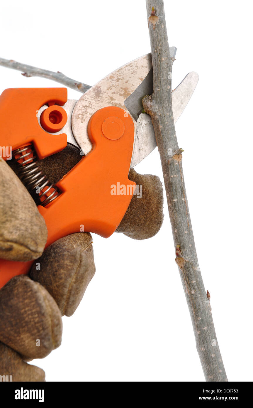 Pruning branches tree hi-res stock photography and images - Alamy