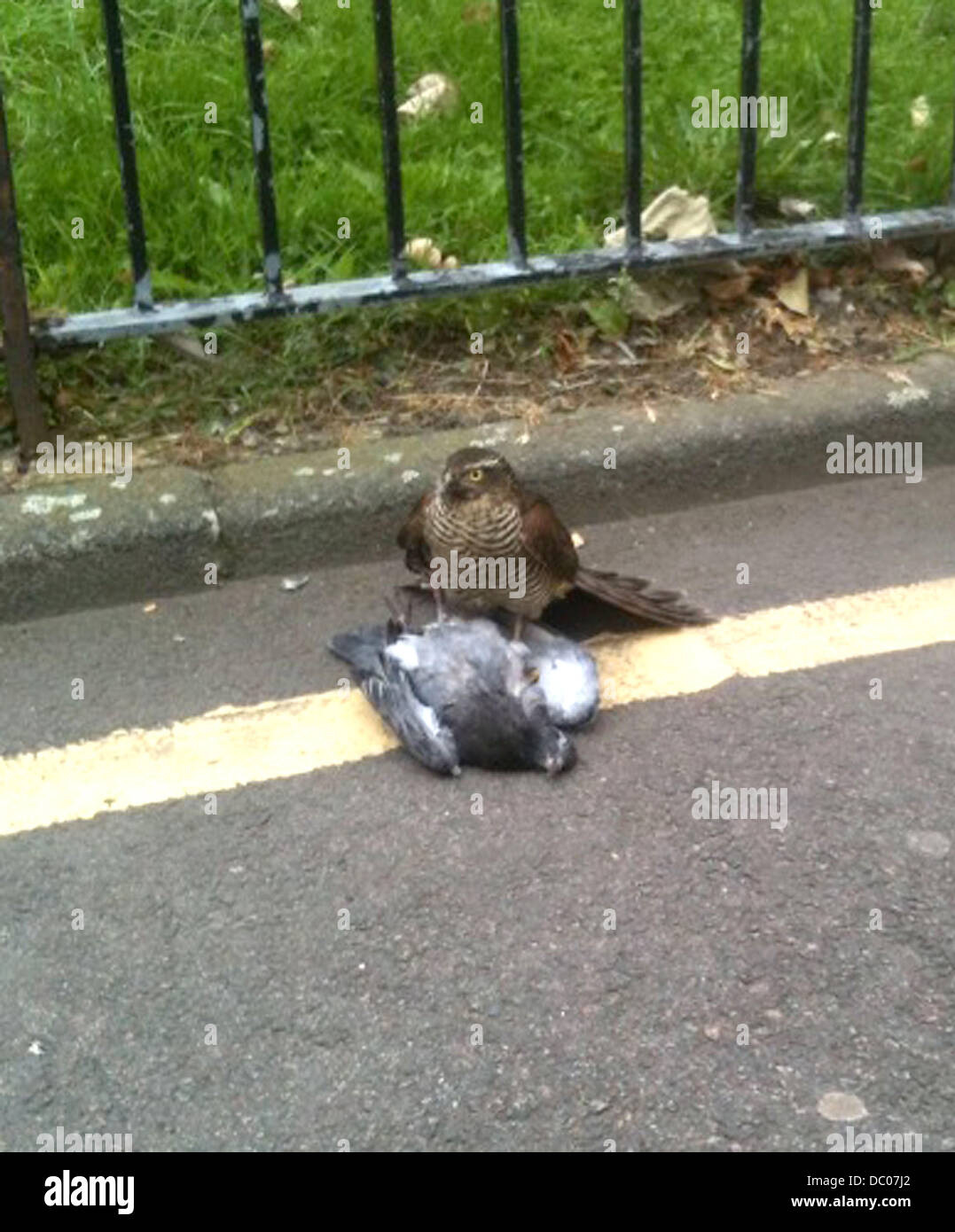 A pigeon is caught by Sparrowhawk in Highgate, north London on 22nd ...