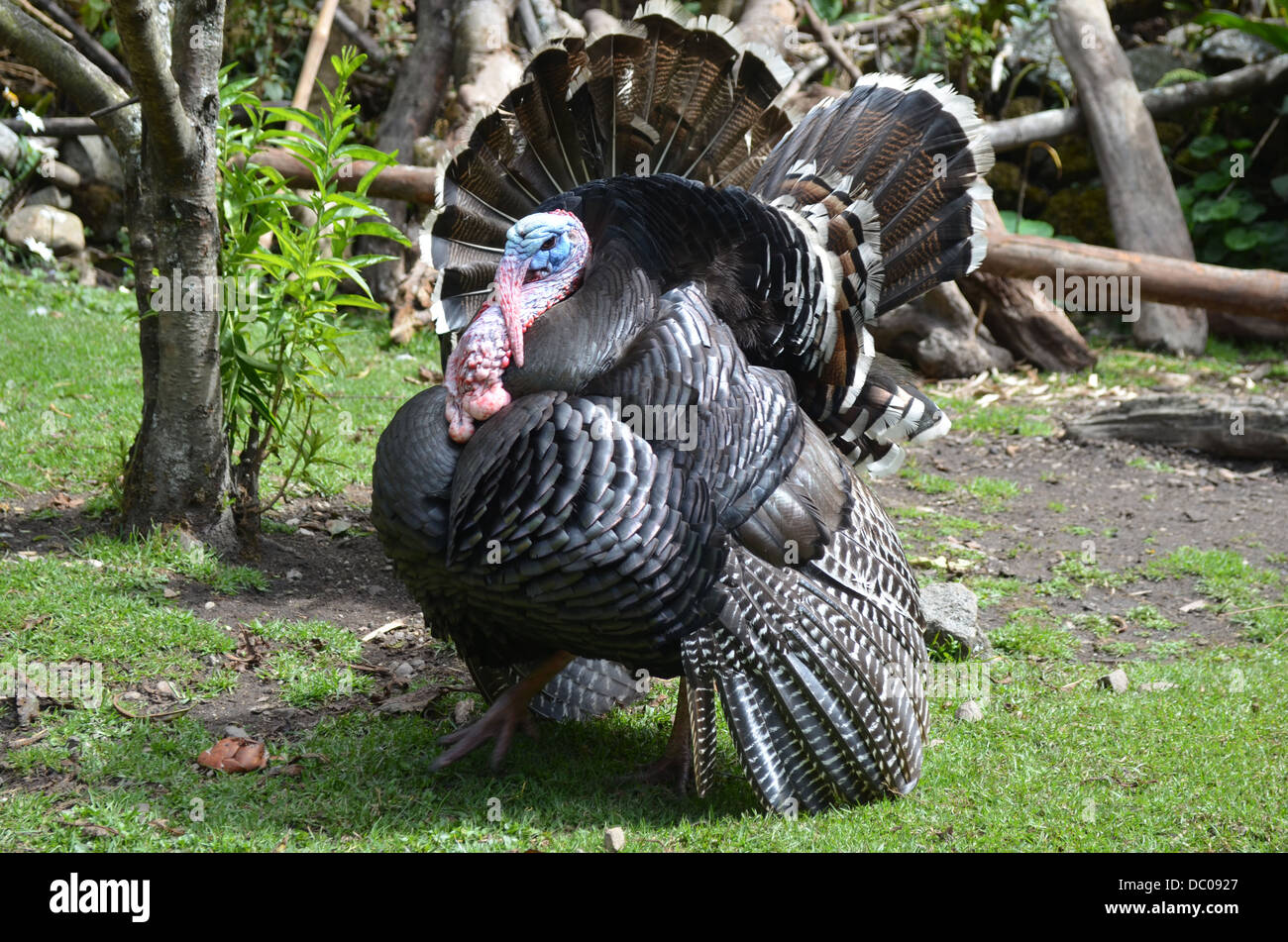 Turkey displaying its tail feathers Stock Photo - Alamy