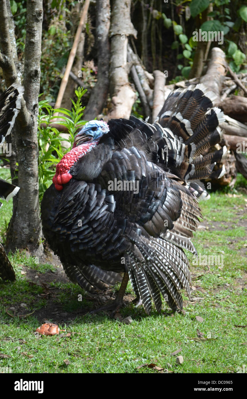 Turkey displaying its tail feathers Stock Photo - Alamy