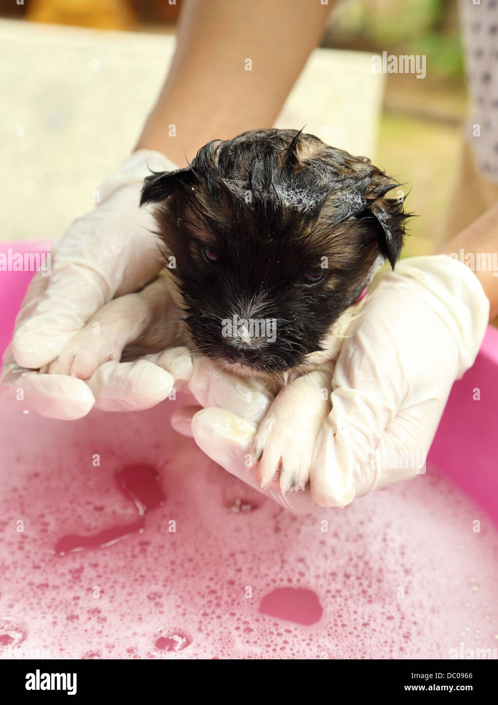 puppy dog in bath tub with hand washing its fur Stock Photo - Alamy