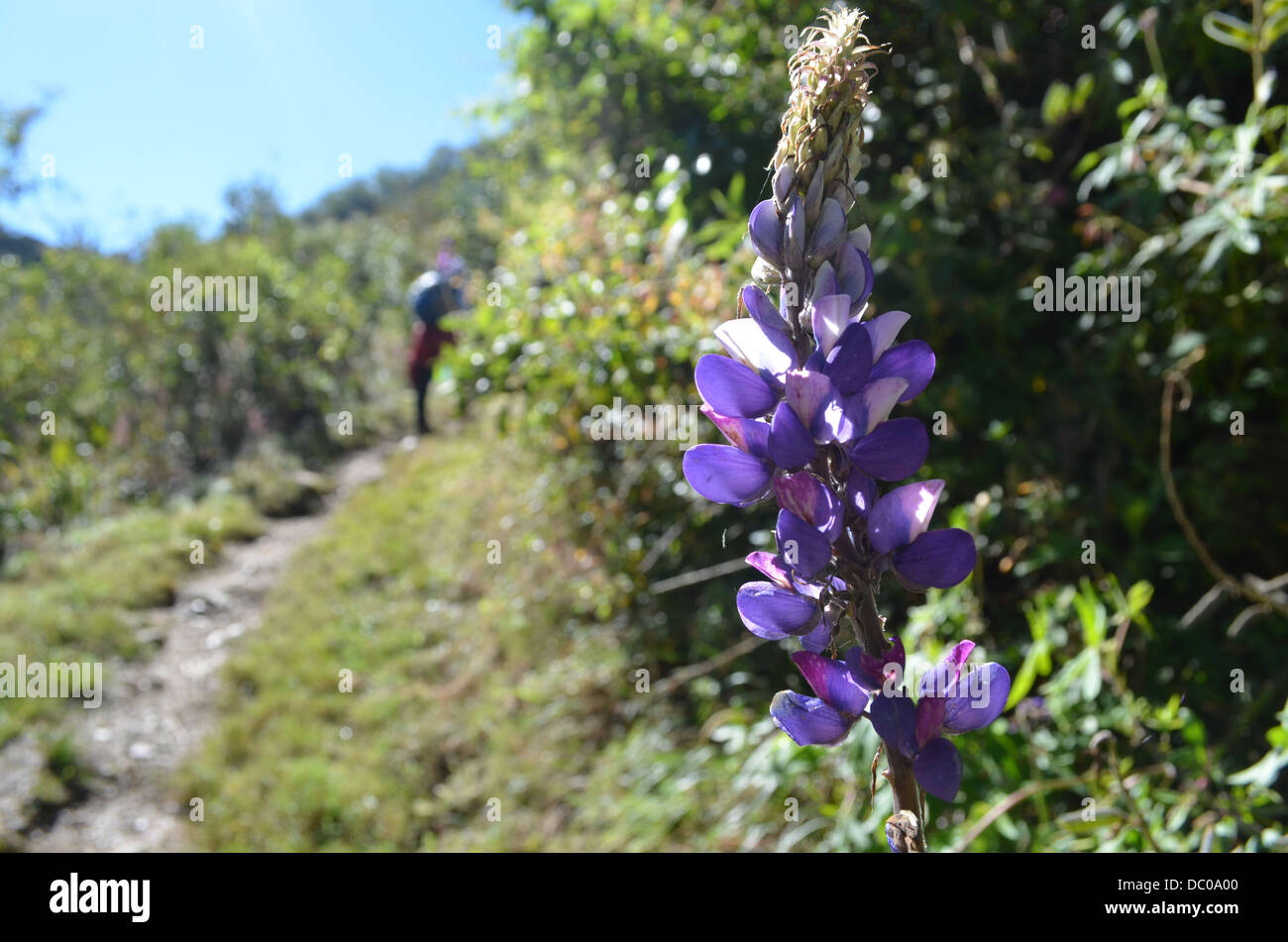 A Blue and purple flower on the side of the Inca Trail to Machu Picchu ...