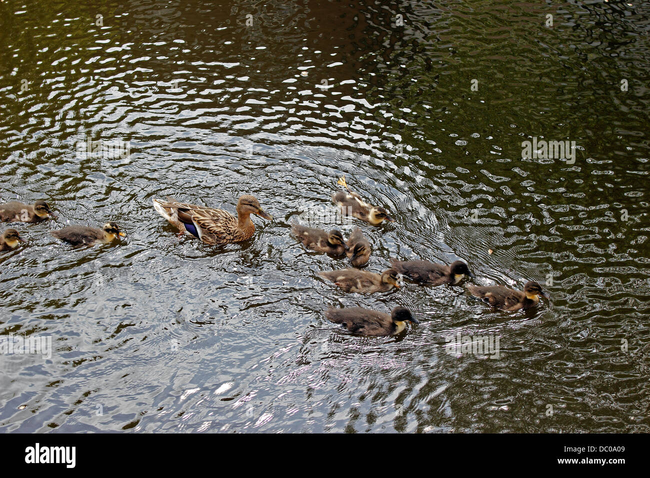 Amsterdam Netherlands Holland Europe ducks and ducklings in canal Stock ...