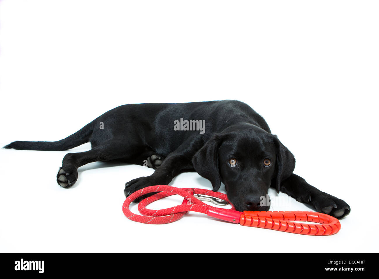 Black labrador dog with leash Stock Photo - Alamy