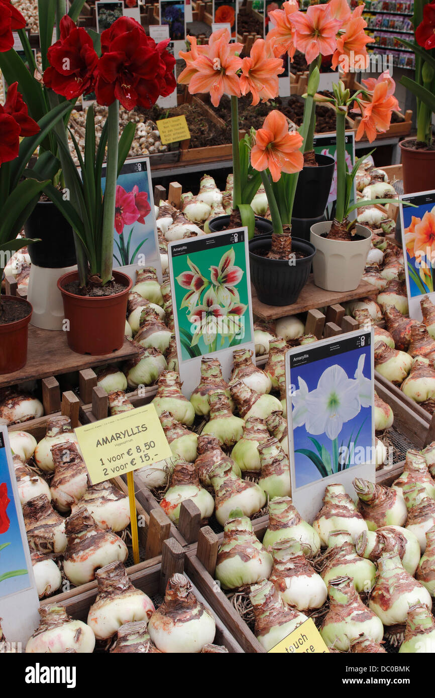 Bulbs and seed hi-res stock photography and images - Alamy