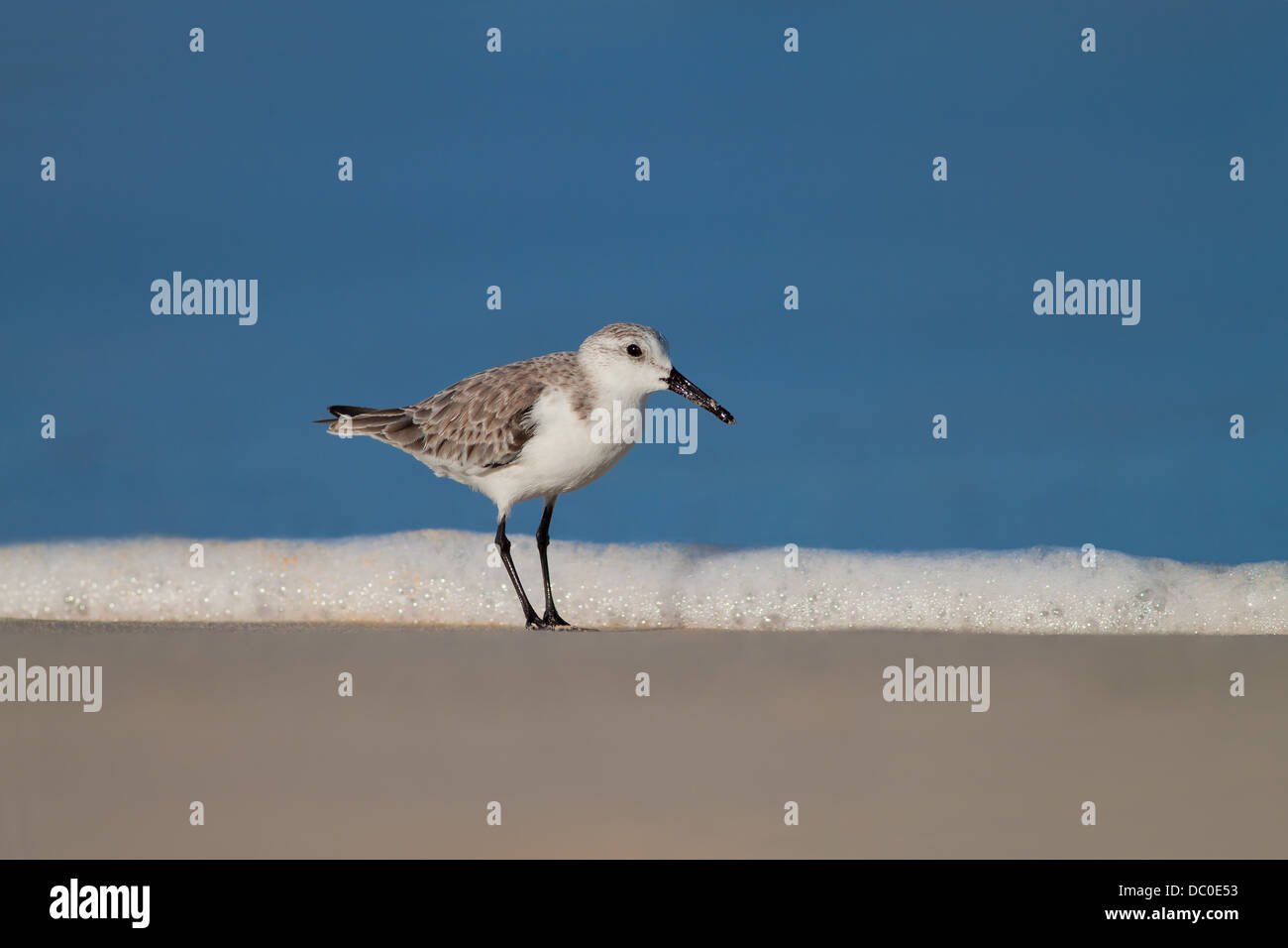 A Sanderling in Its Natural Habitat Stock Photo - Alamy