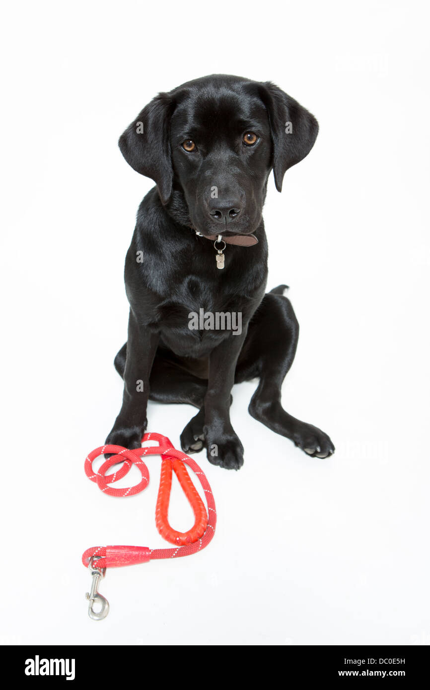Black labrador dog with leash Stock Photo - Alamy