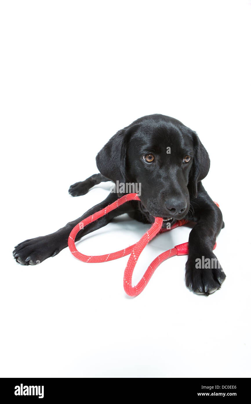 Black labrador dog with leash Stock Photo - Alamy