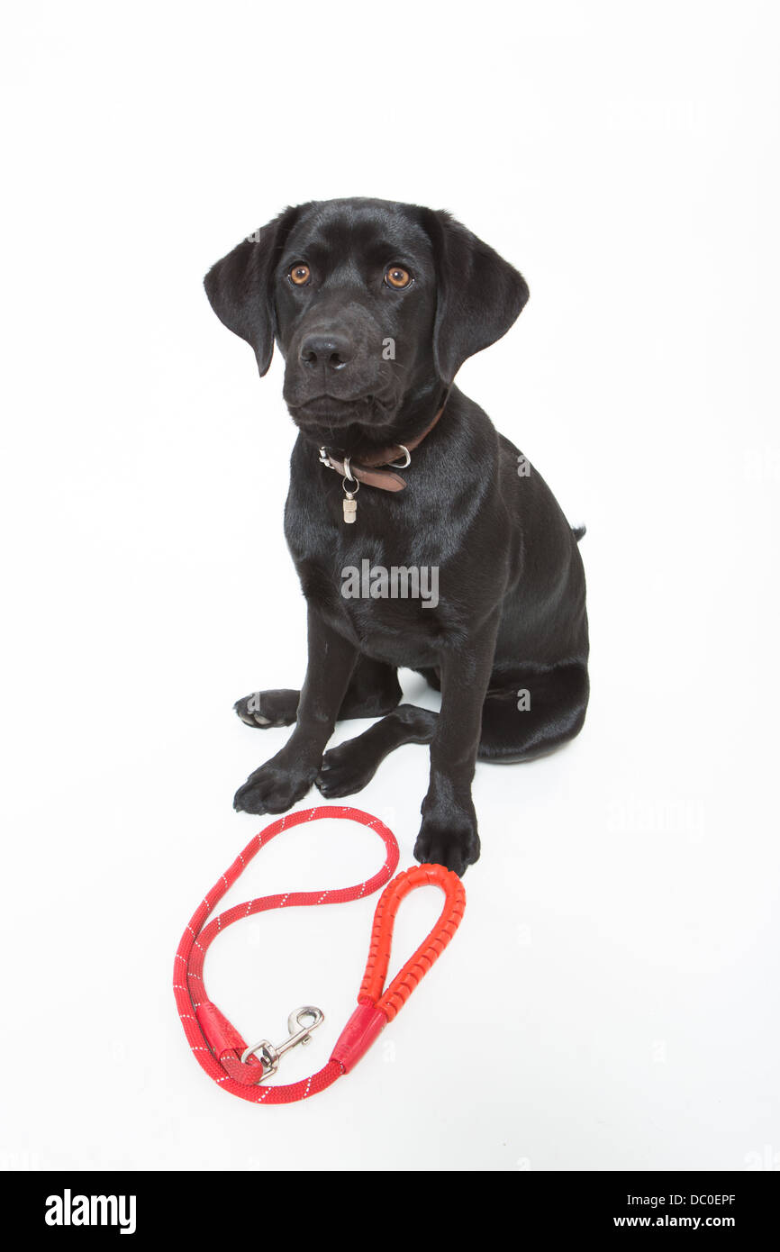 Black labrador dog with leash Stock Photo - Alamy