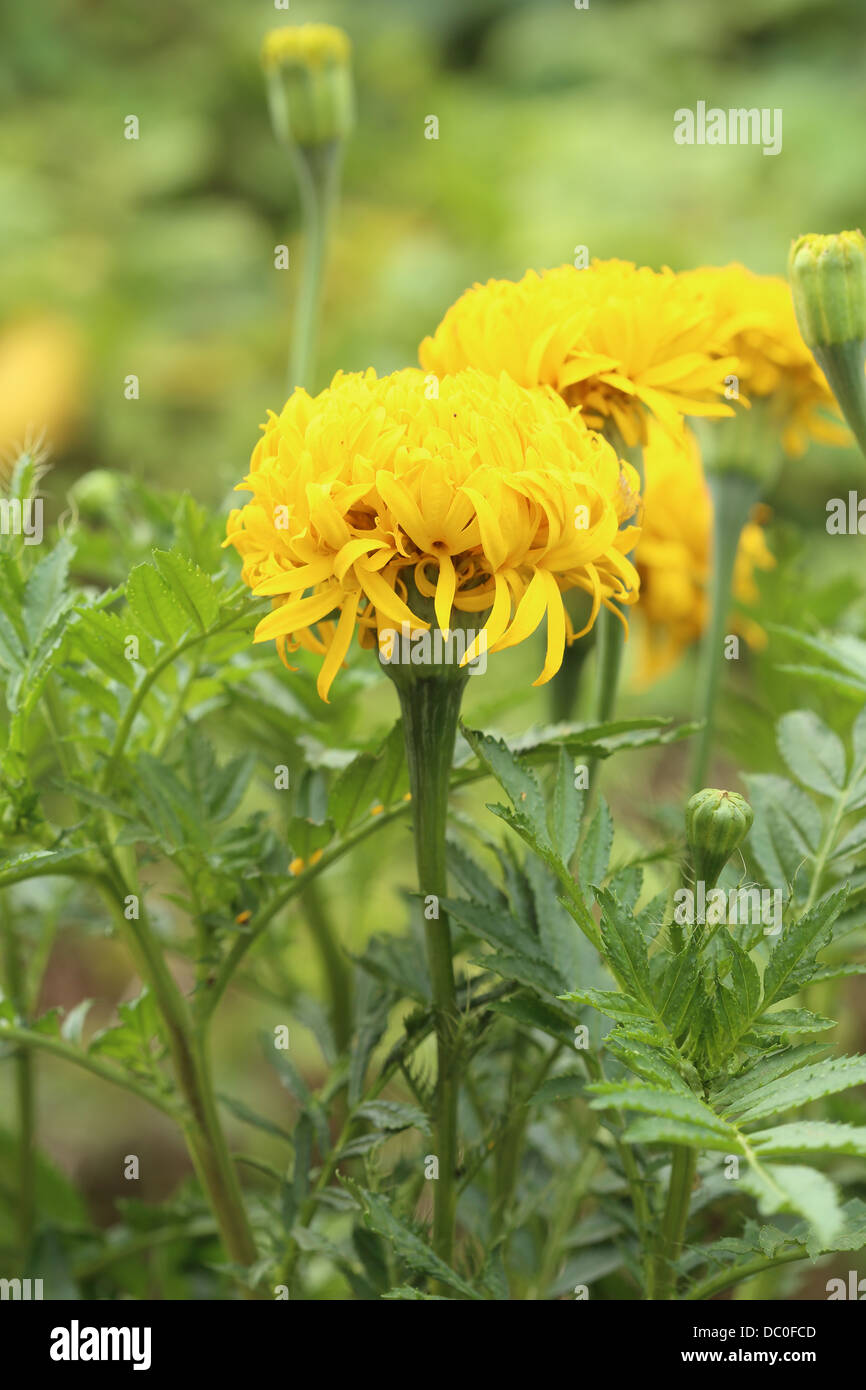marigold flowers in the garden Stock Photo - Alamy