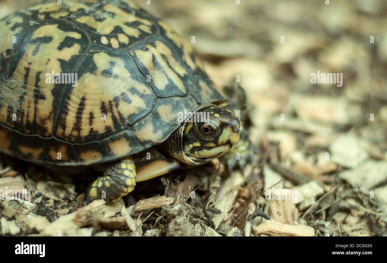 Turtle out for a walk Stock Photo - Alamy