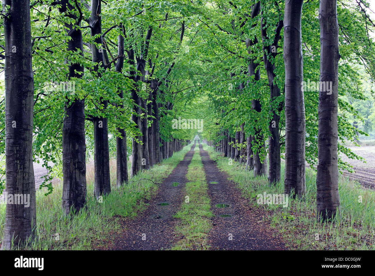 Flanders Belgium Europe tree lined country road in rain and fog Stock ...