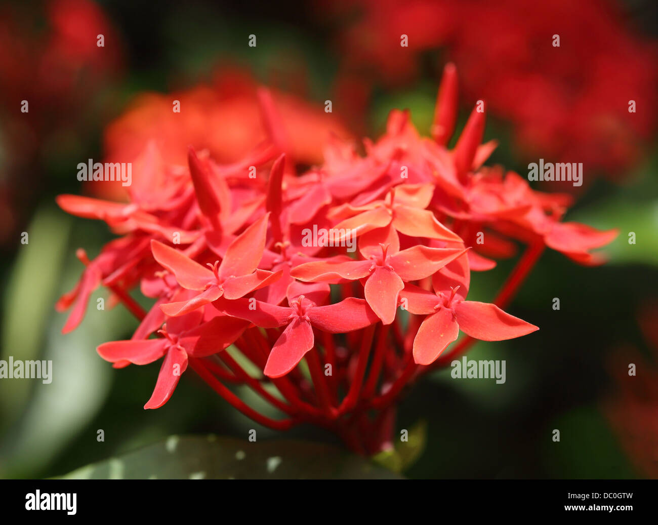Jungle geranium (Ixora coccinea). Close-up. Red color Stock Photo - Alamy