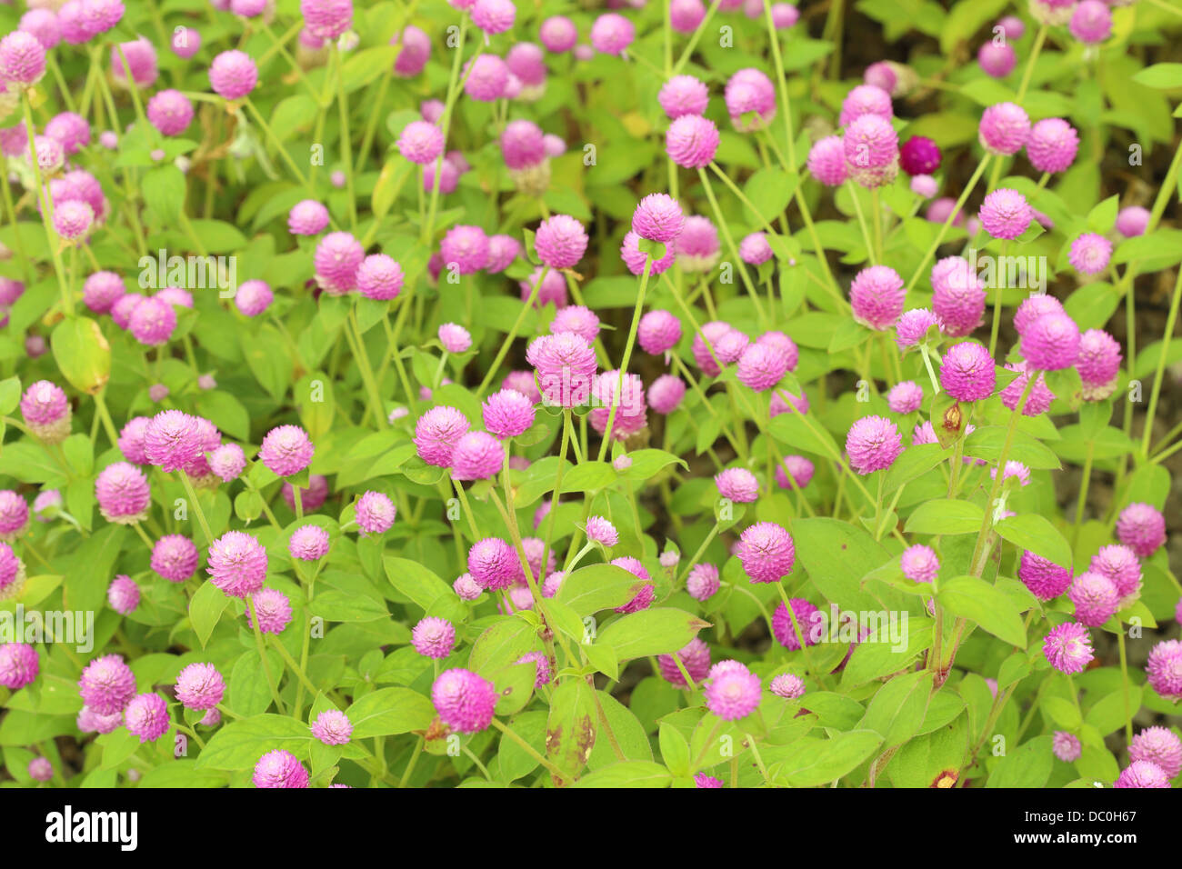 Globe amaranth or Gomphrena globosa flower in the garden Stock Photo ...