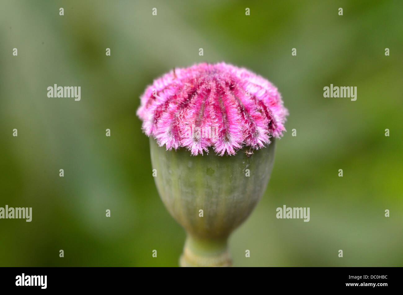 Poppy Seed head after petals have just fallen Stock Photo - Alamy