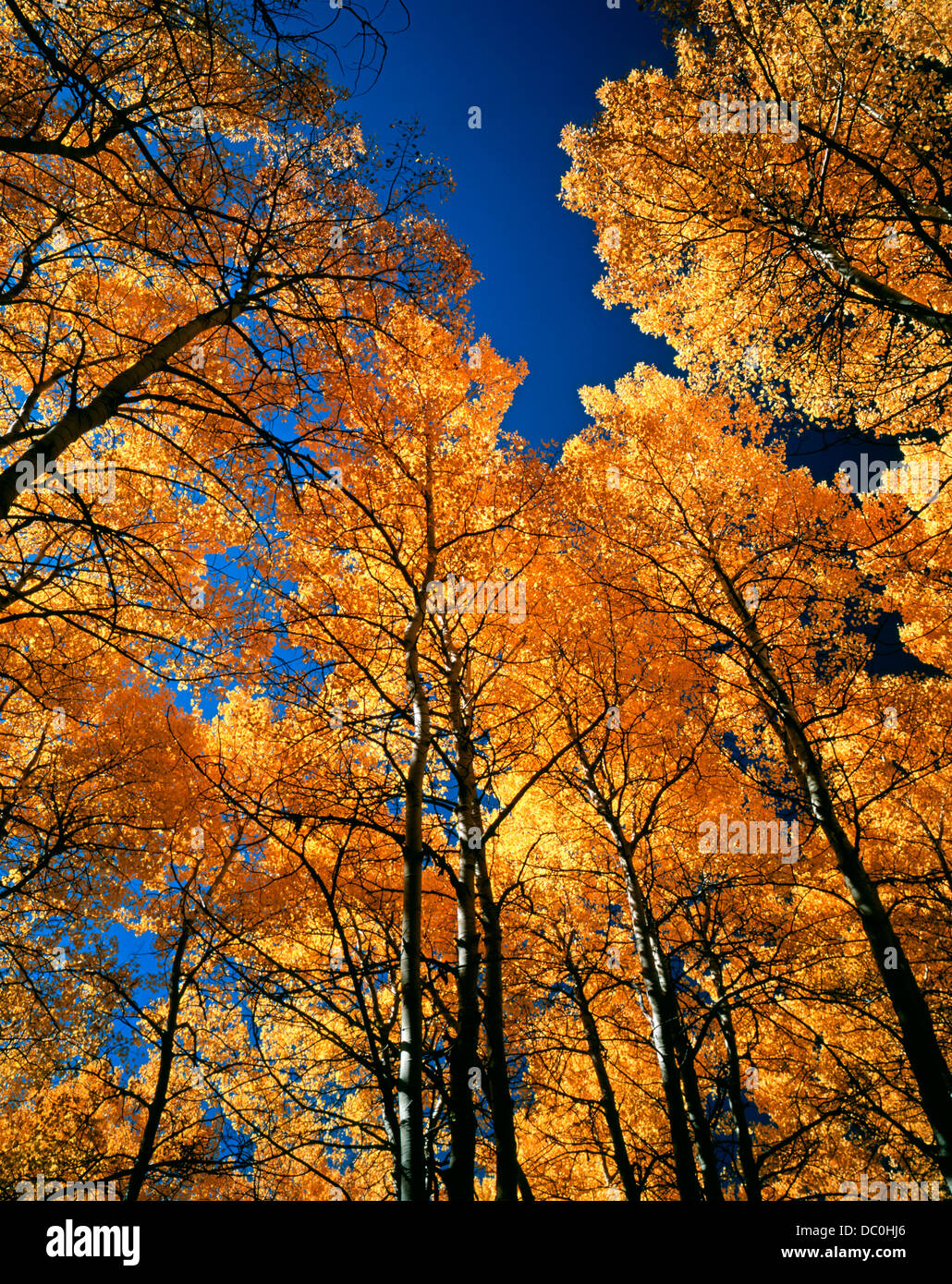 Ct003384 hi-res stock photography and images - Alamy