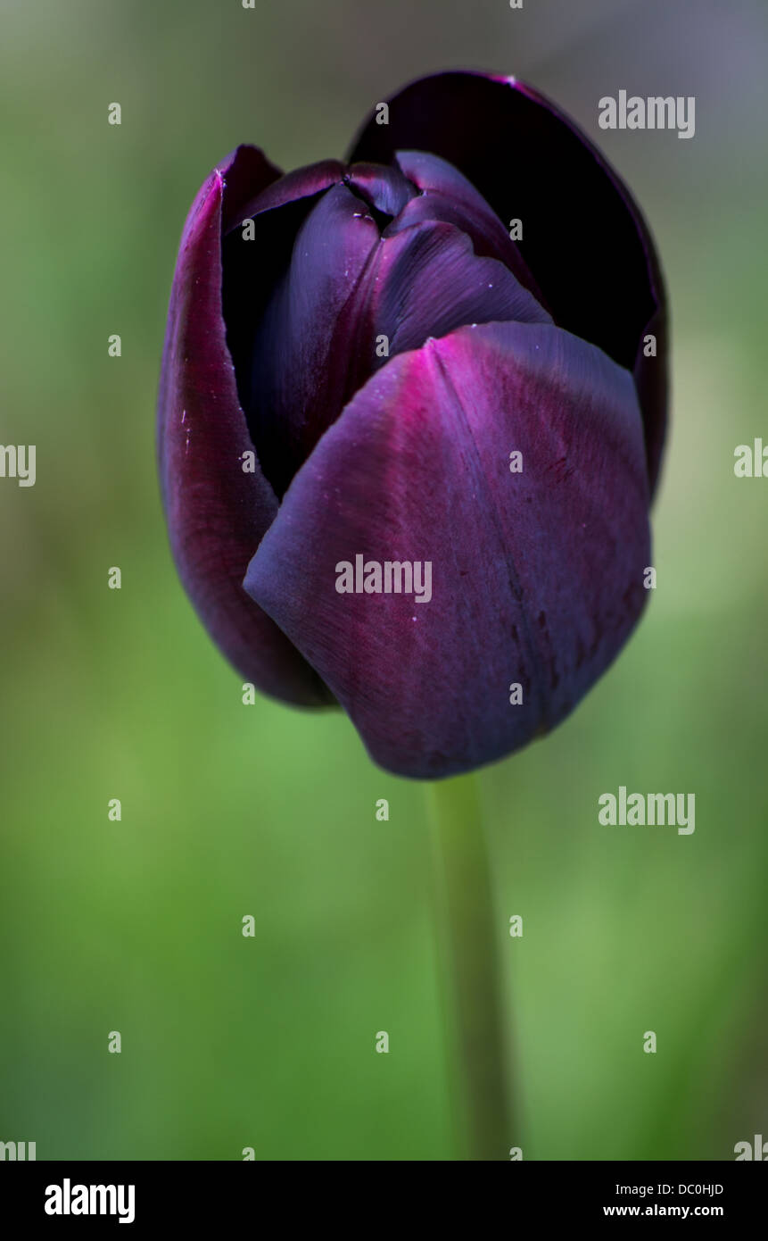 A close-up of a dark purple tulip blossom Stock Photo - Alamy