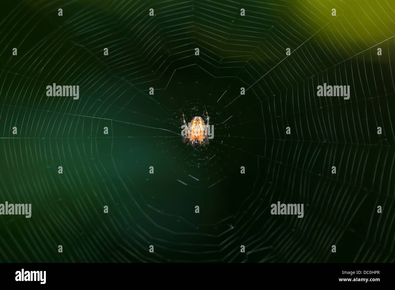 Marbled orb spider making a web in the morning light Stock Photo - Alamy