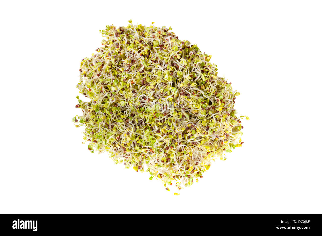 Broccoli sprout hi-res stock photography and images - Alamy