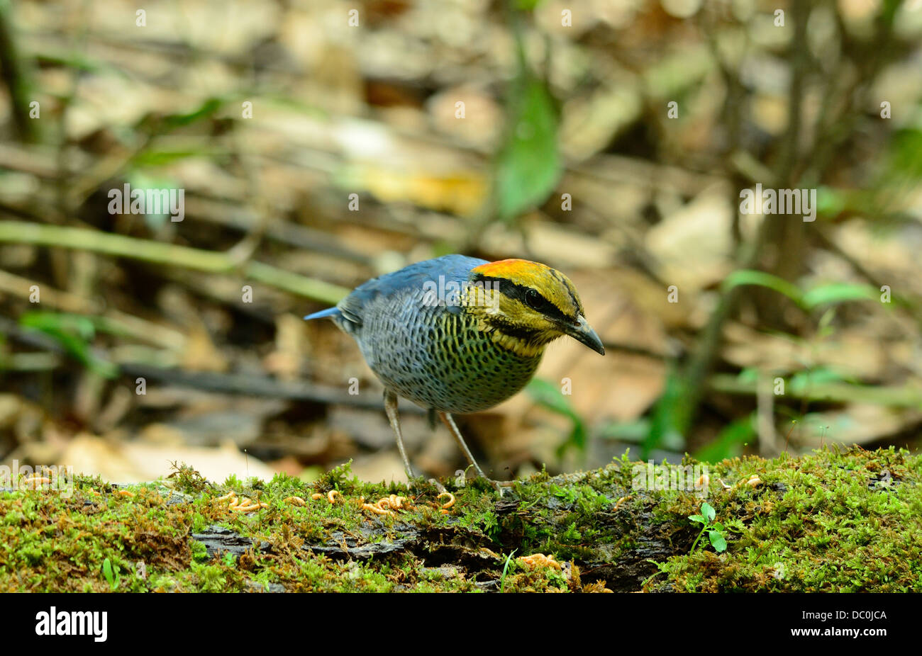 beautiful male Blue Pitta (Pitta cyanea) in Thai forest Stock Photo - Alamy