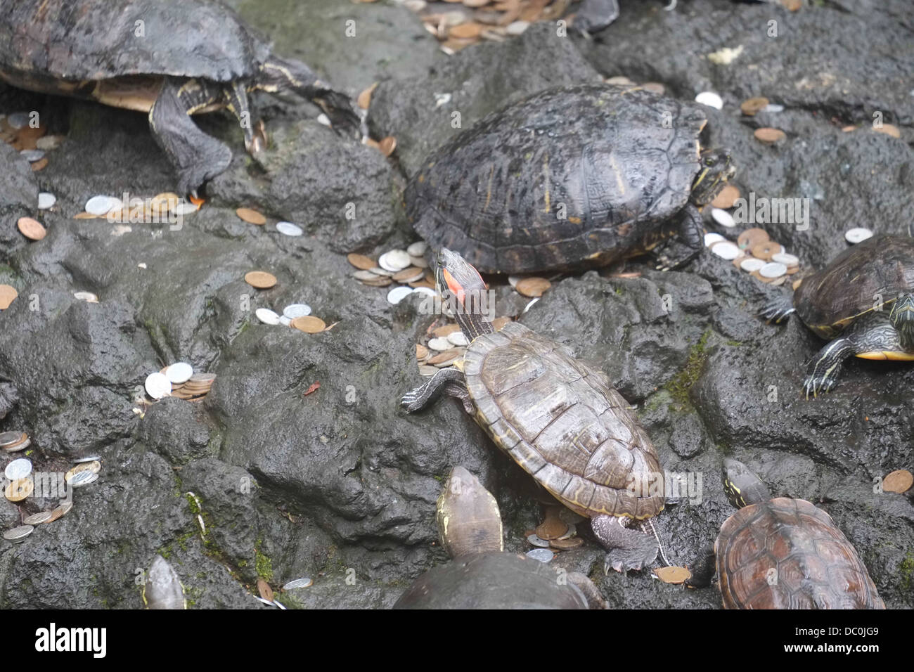 Turtles on a rock Stock Photo - Alamy