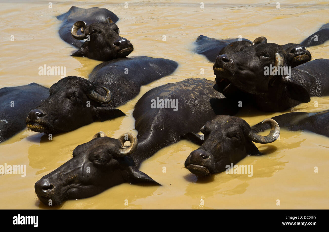 Cows bathing in ganges river hi-res stock photography and images - Alamy