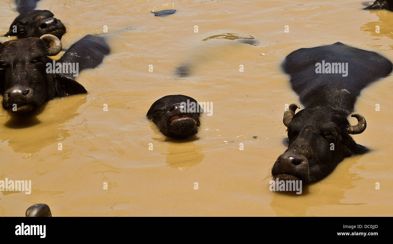 Cows bathing in ganges river hi-res stock photography and images - Alamy