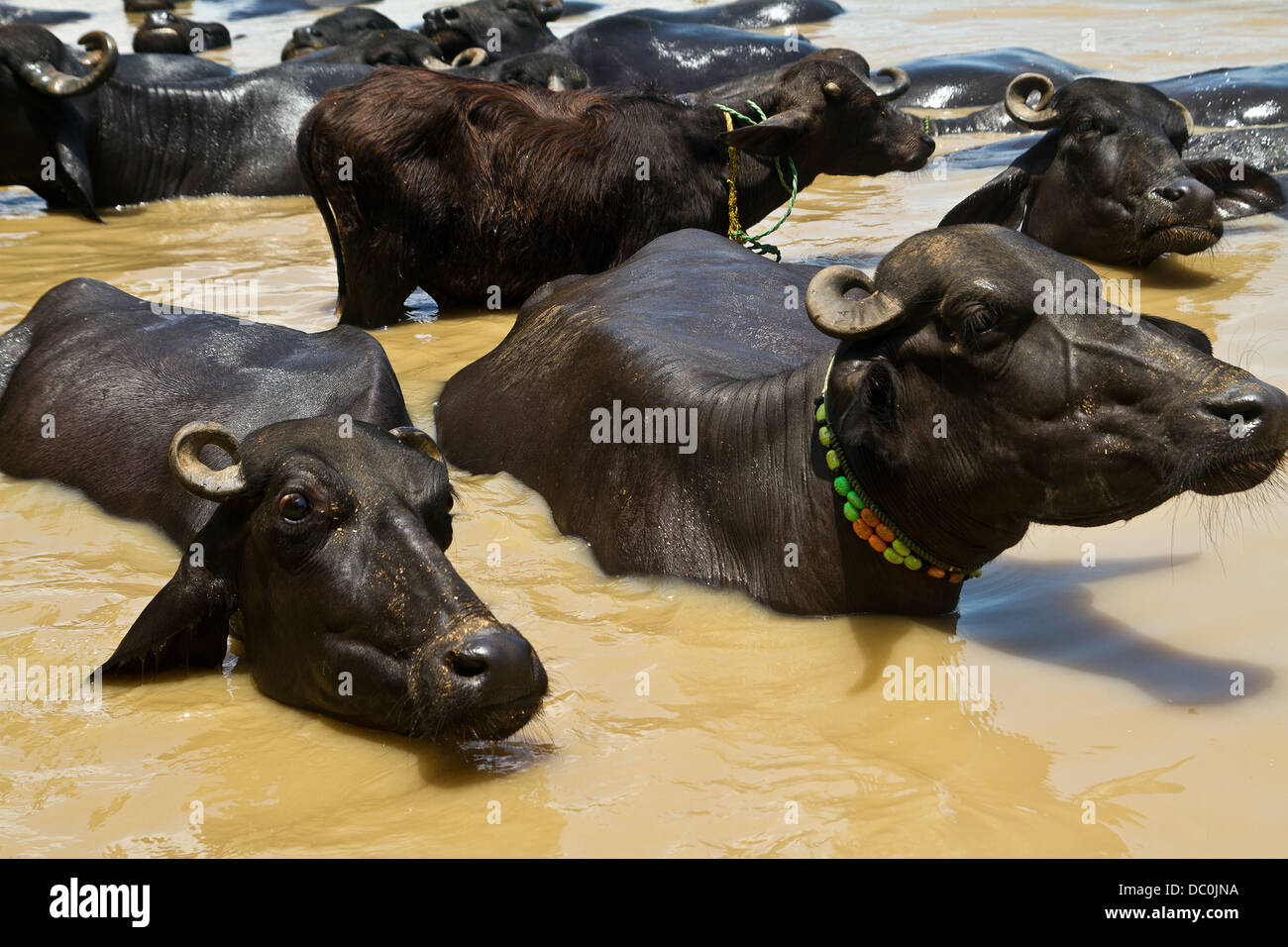 cows bathing in the River Ganges in Varanasi in India Stock Photo - Alamy