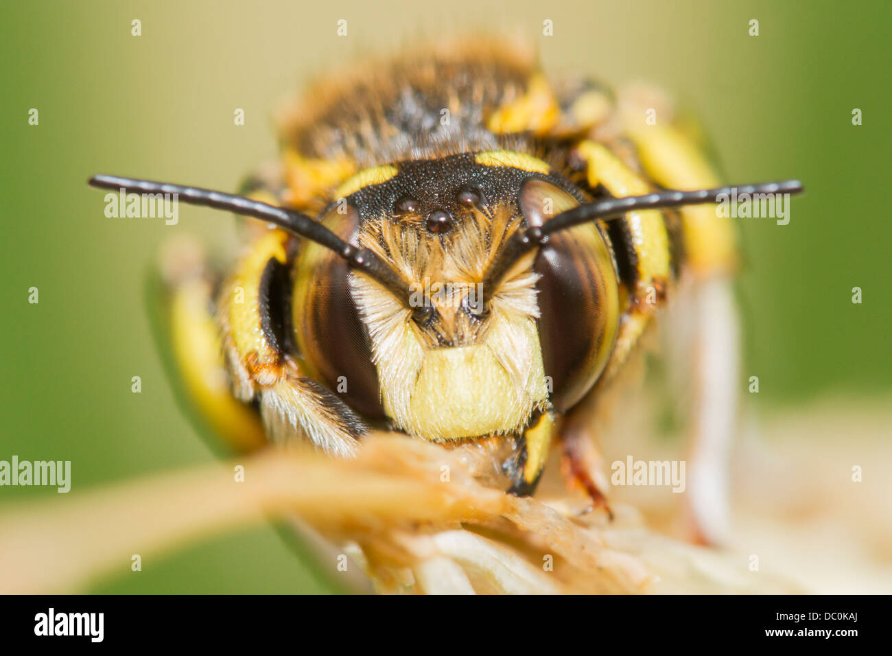 Plasterer bee (Colletidae family) portrait Stock Photo - Alamy