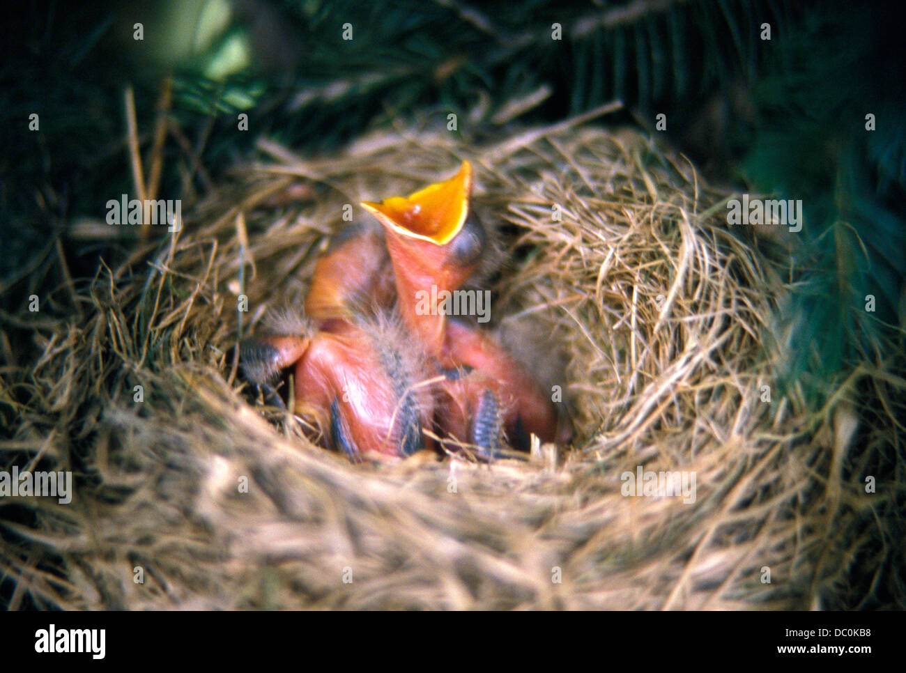 Baby birds in nest hi-res stock photography and images - Alamy