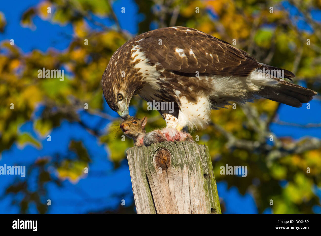 RED TAILED HAWK HOLDING DEAD SQUIRREL PREY UP BY ITS EAR Stock Photo ...