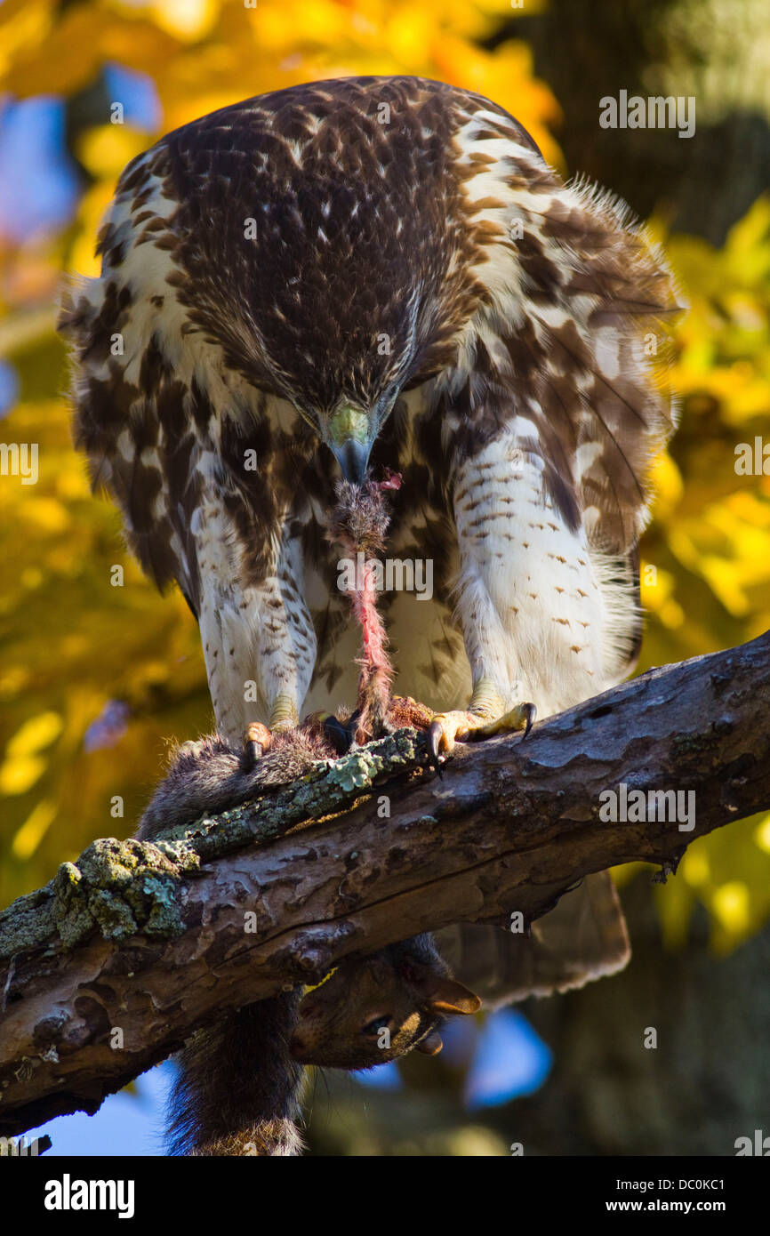 RED TAILED HAWK EATING CAPTURED PREY WITH BEAK ON TREE BRANCH Stock ...