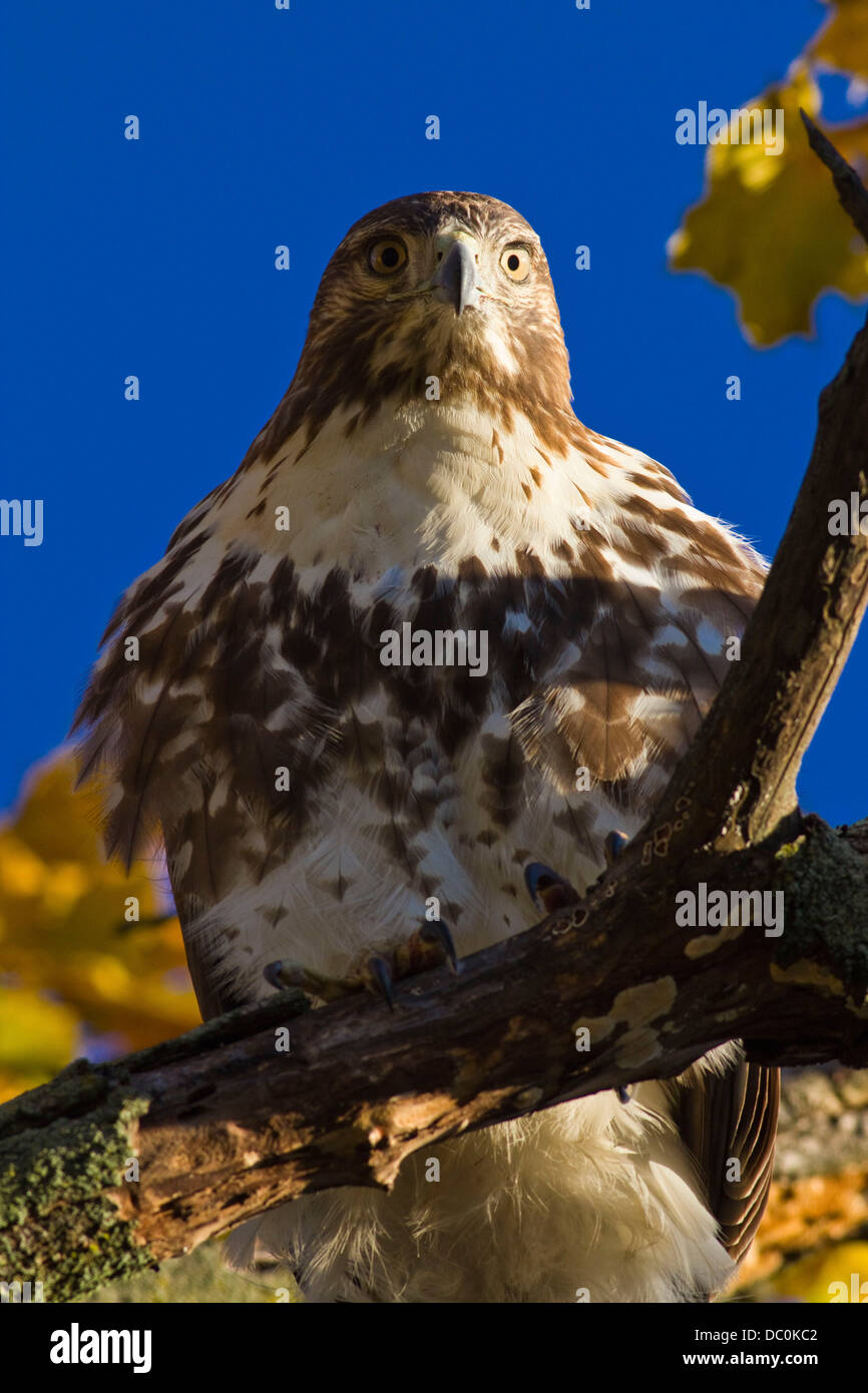 ALERT RED TAILED HAWK IN AUTUMN TREE Stock Photo - Alamy