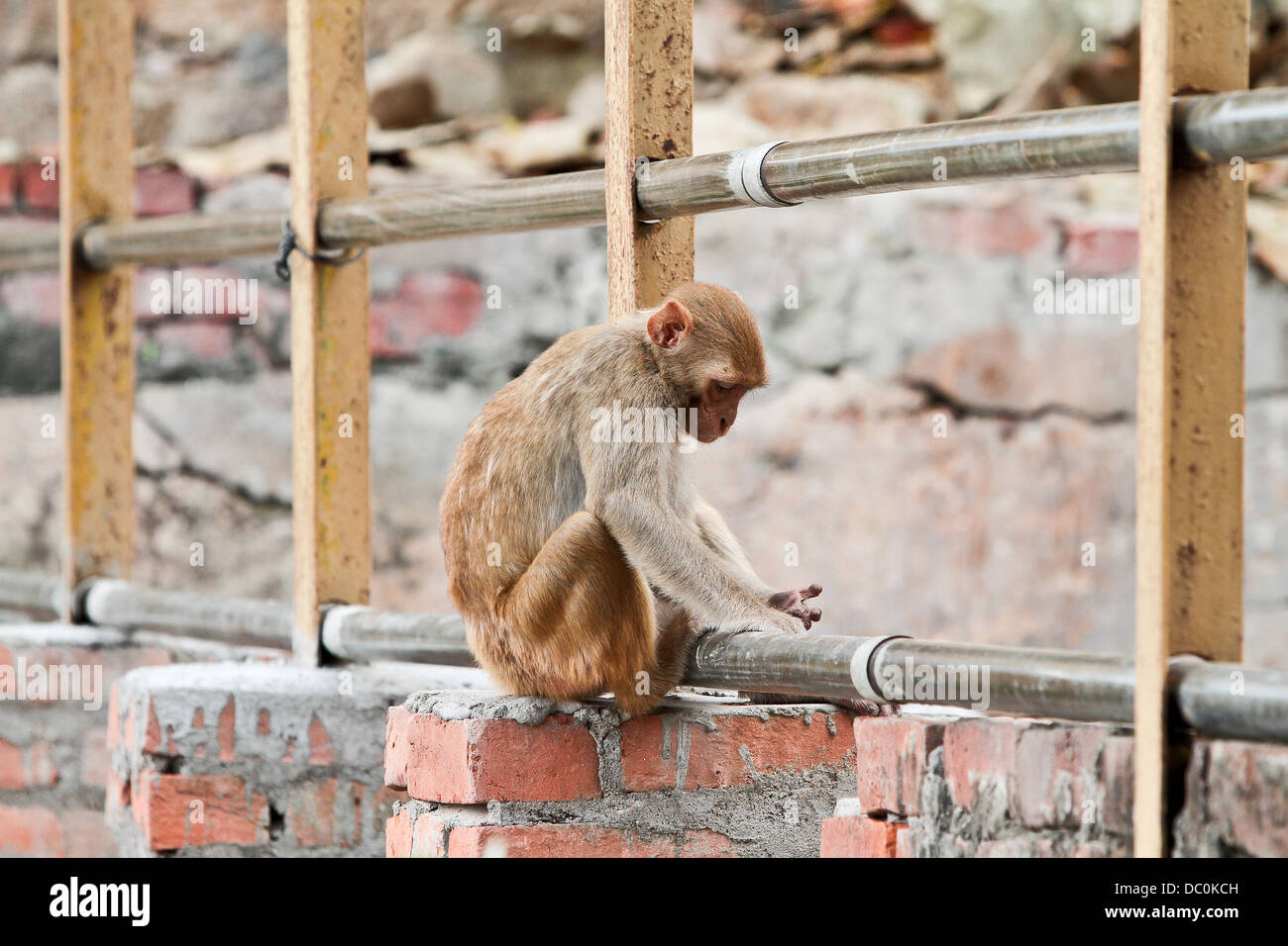 Monkey in varanasi hi-res stock photography and images - Alamy