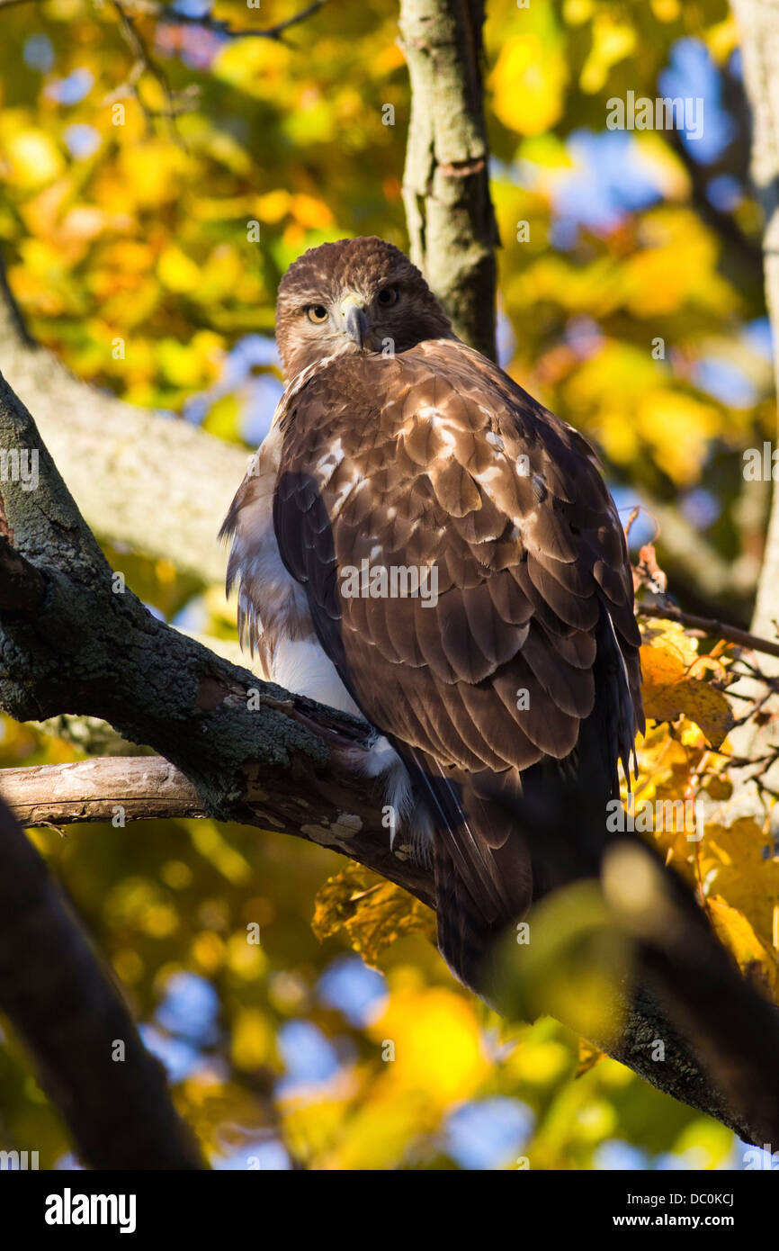 RED TAILED HAWK LOOKING AT CAMERA FROM BEHIND HIS WING SITTING IN ...