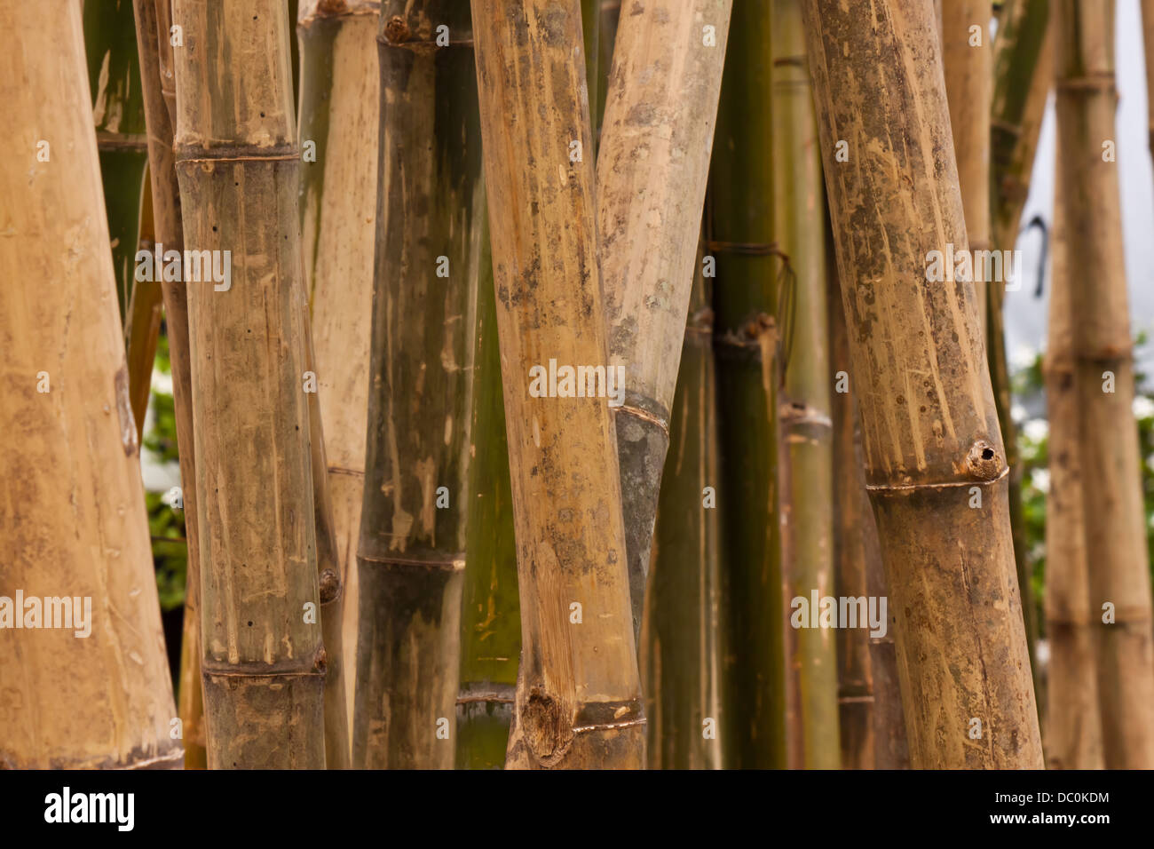 Bamboo tree vector hi-res stock photography and images - Alamy