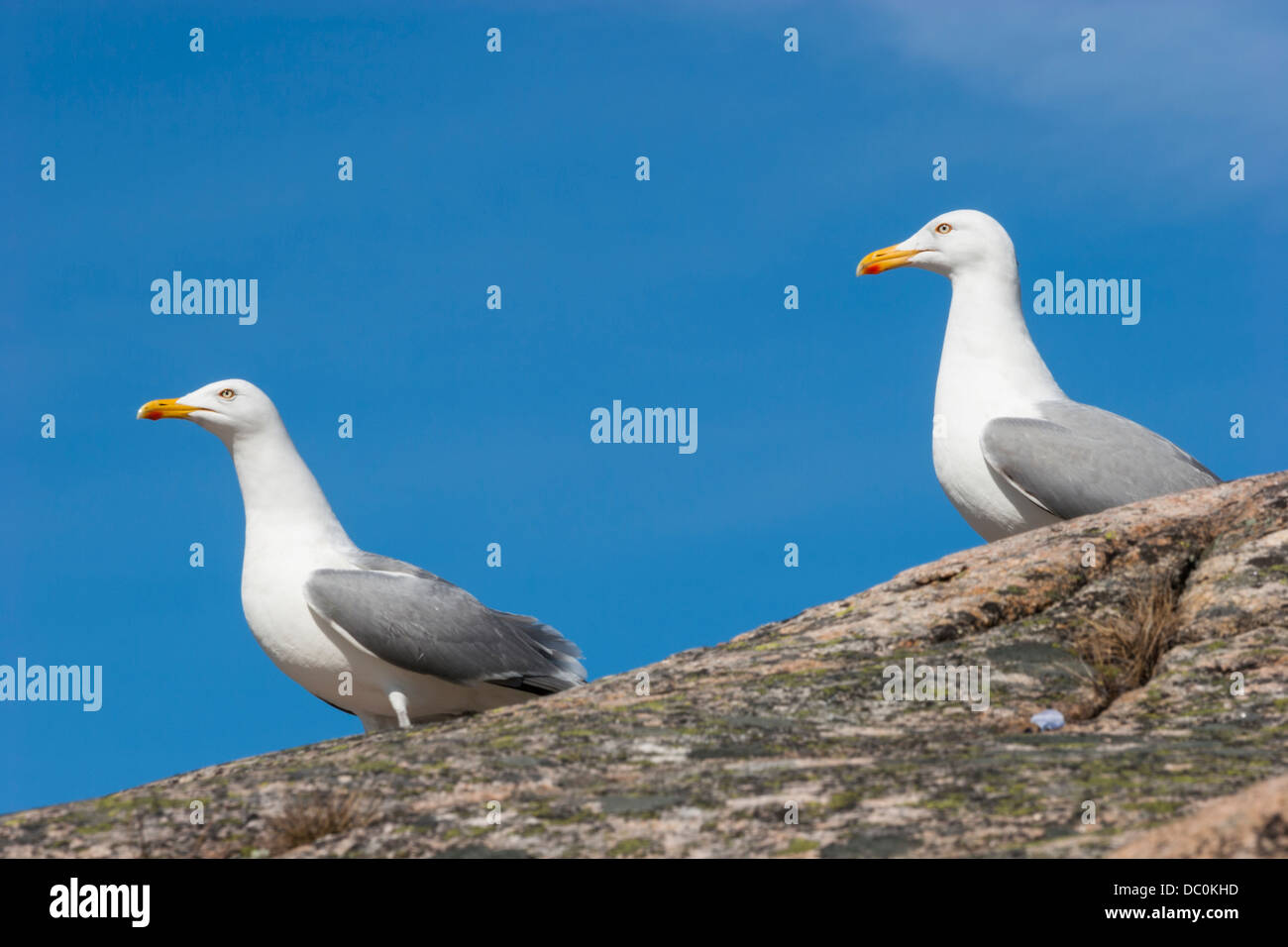 Squawking gulls hi-res stock photography and images - Alamy