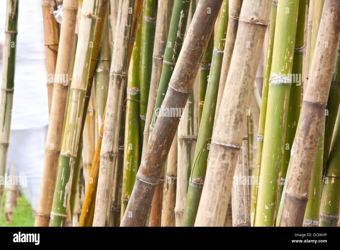Bamboo tree vector hi-res stock photography and images - Alamy