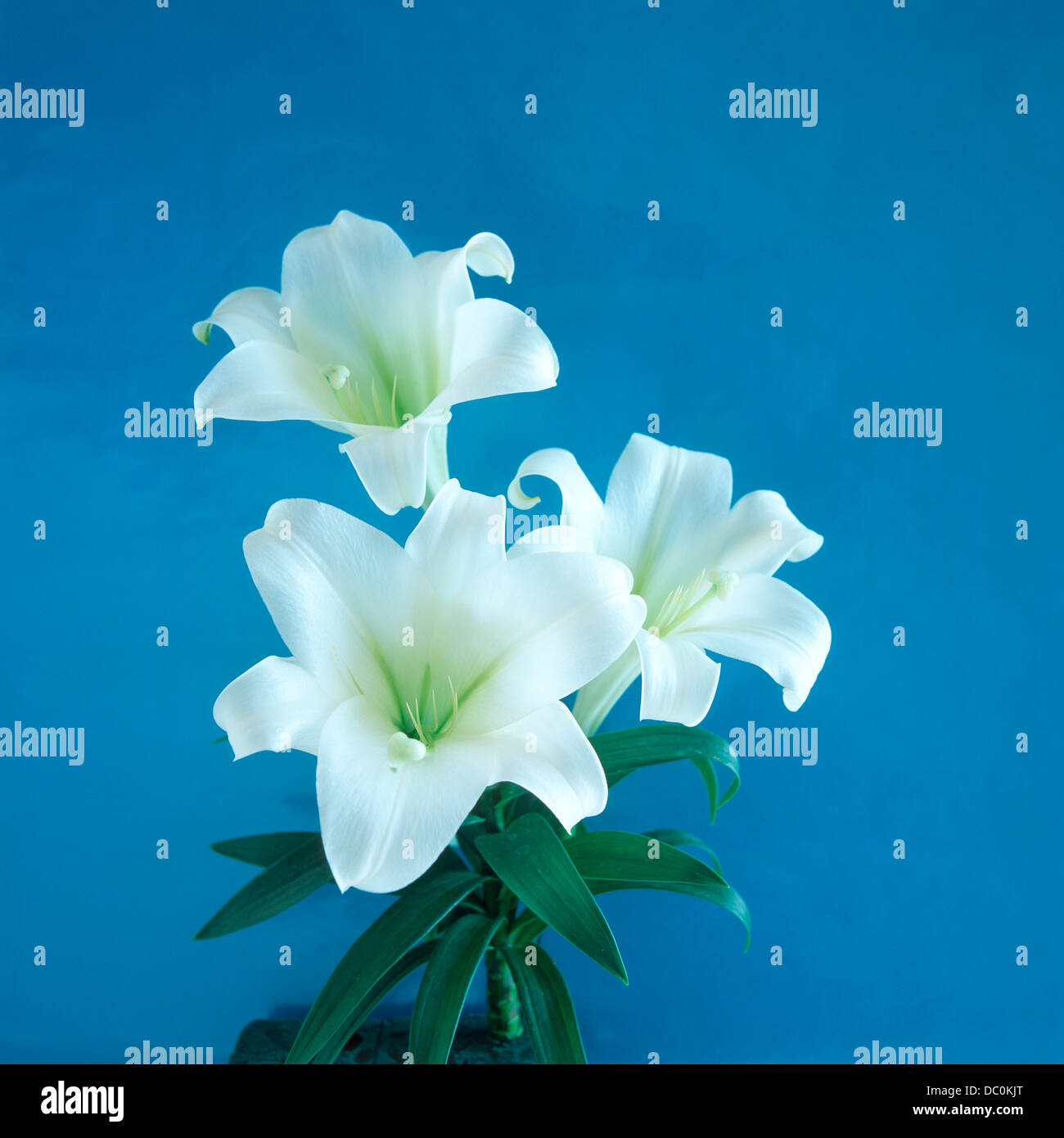 Easter Lily Backgrounds