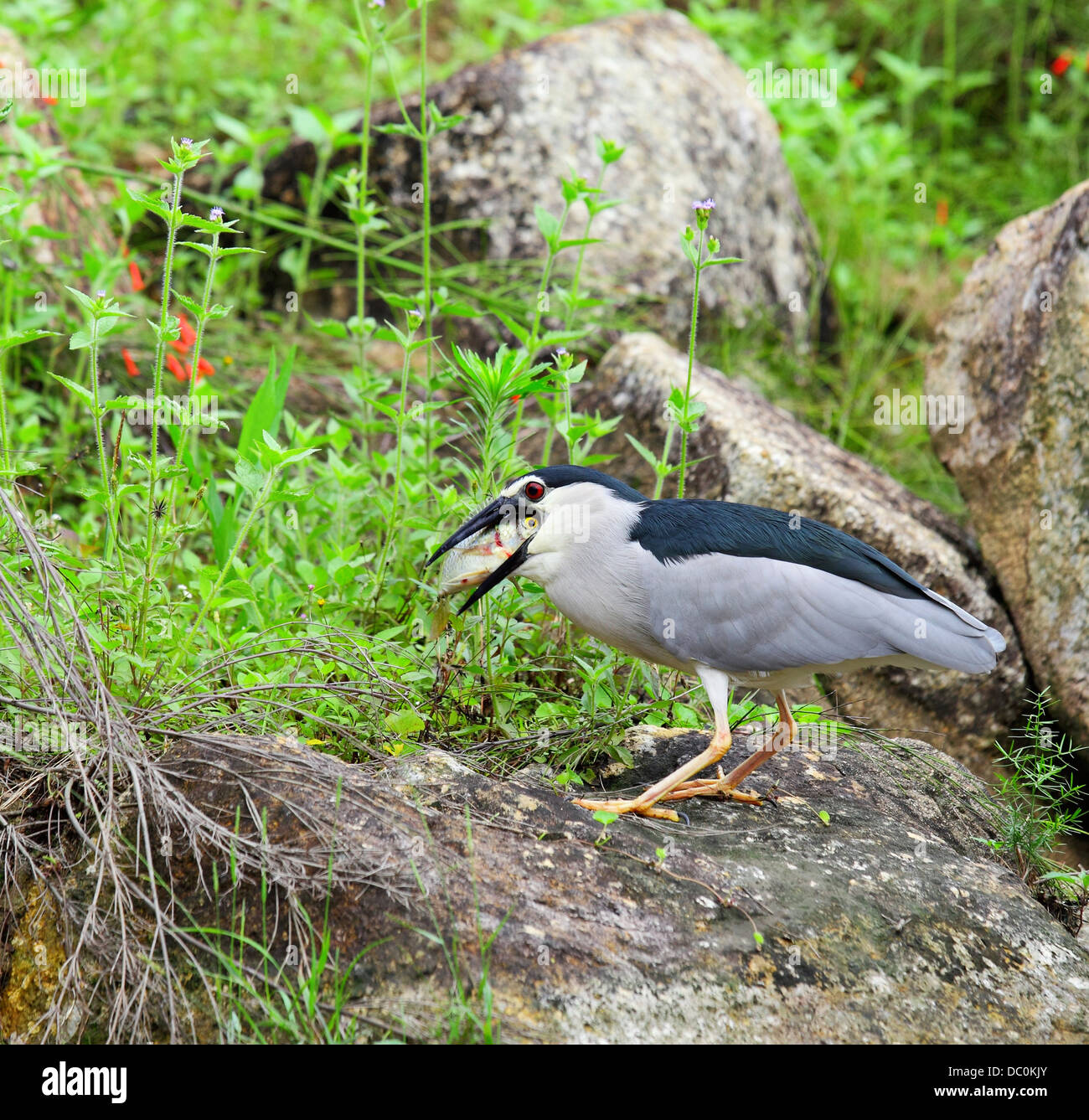bird eating fish Stock Photo - Alamy