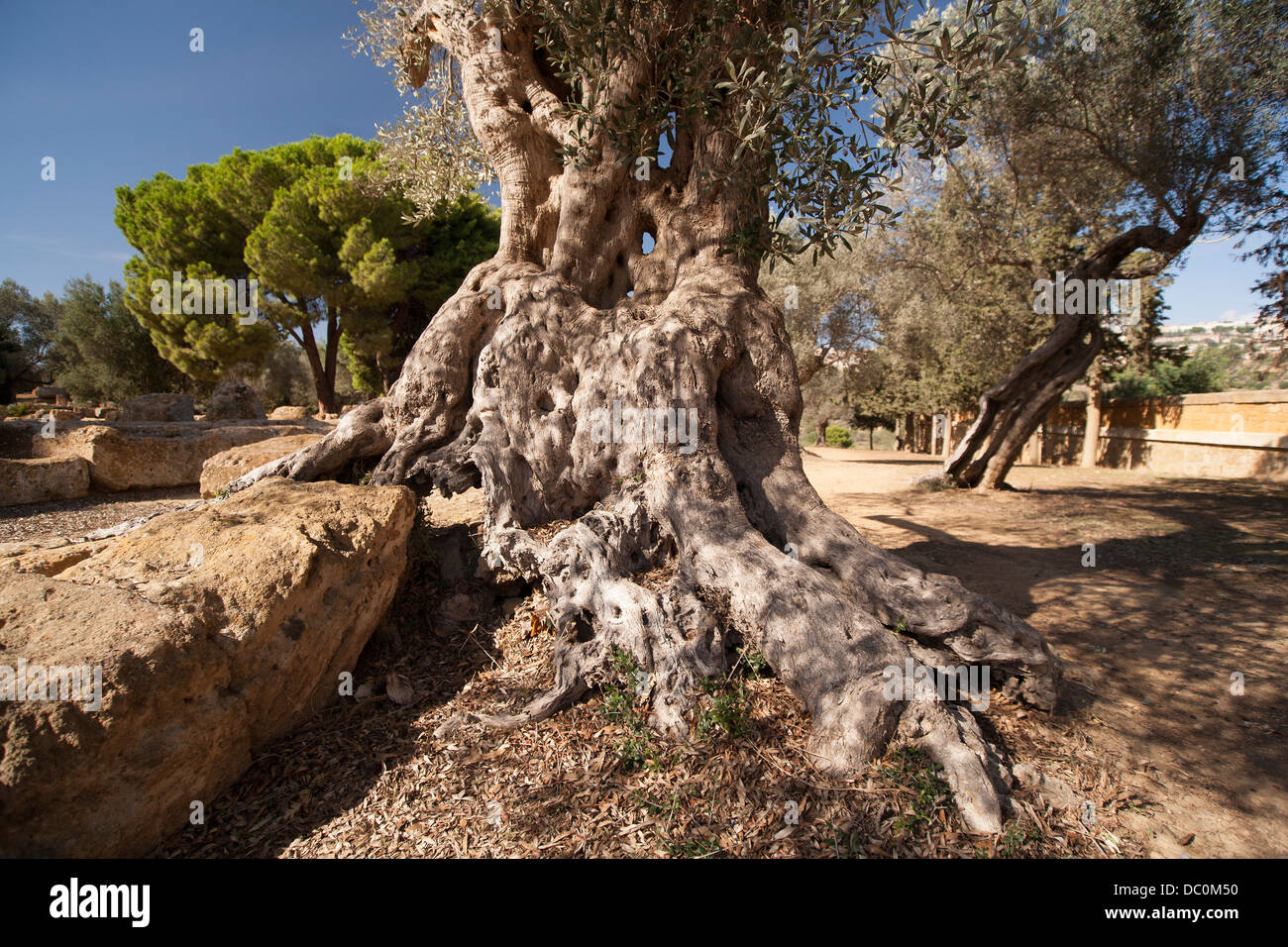 Giant olive tree root, Puglia Italy Stock Photo - Alamy