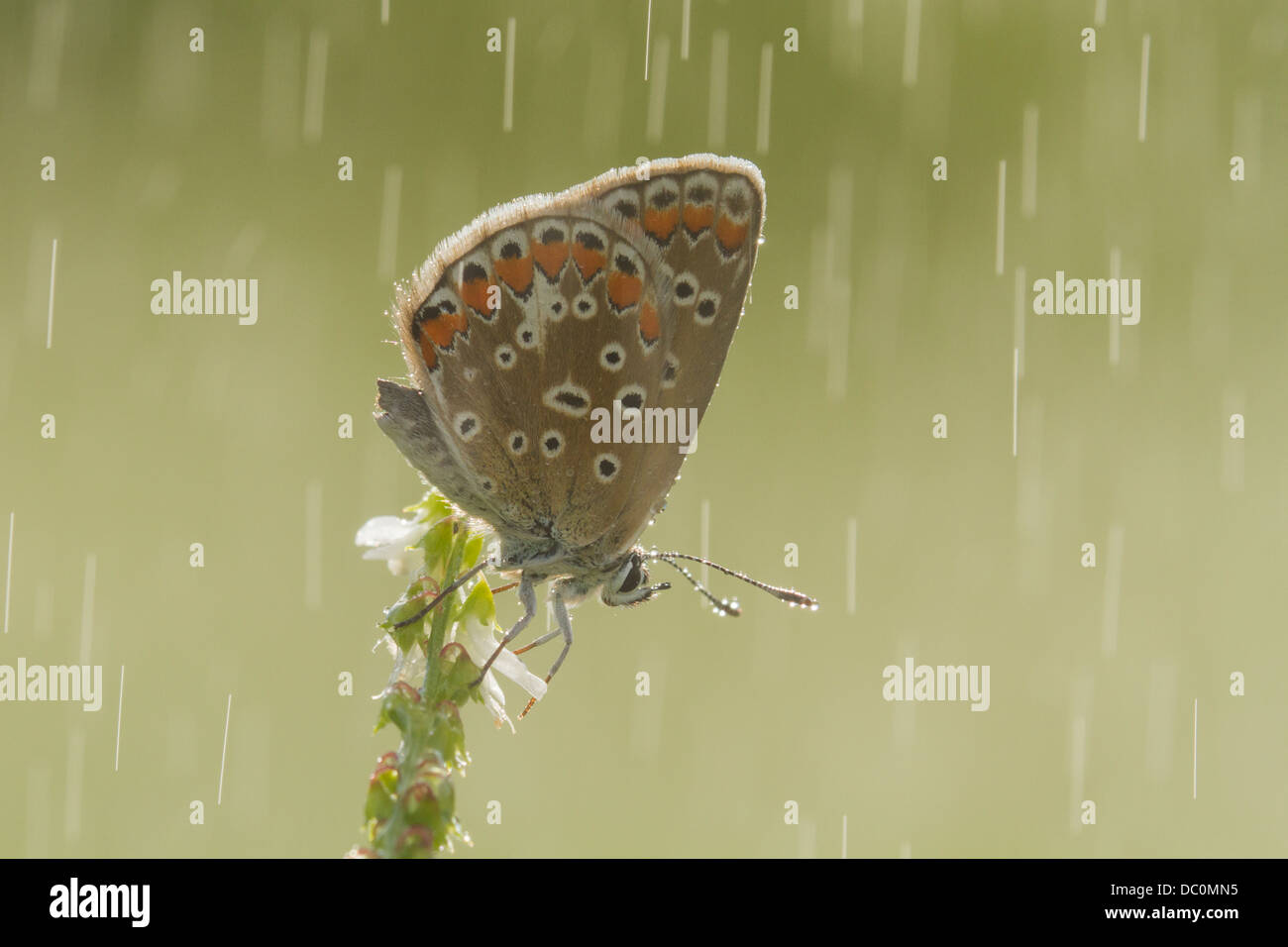 Eastern Tailed Blue butterfly in the rain Stock Photo - Alamy
