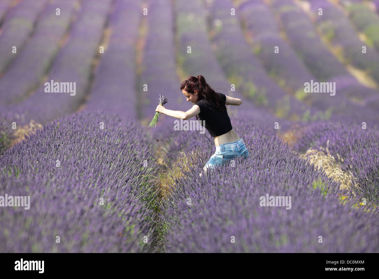 PICKING LAVENDER AT CADWELL FARM HITCHIN,HERTFORDSHIRE Stock Photo - Alamy