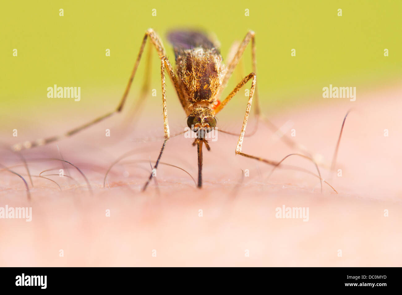 Feeding mosquito with human blood-front view Stock Photo - Alamy