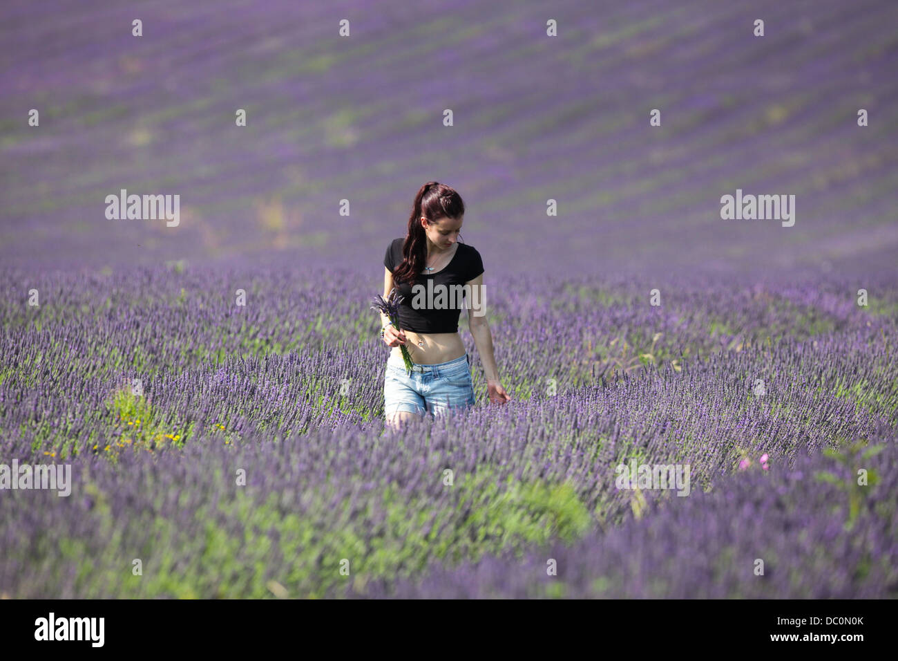 PICKING LAVENDER AT CADWELL FARM HITCHIN,HERTFORDSHIRE Stock Photo - Alamy