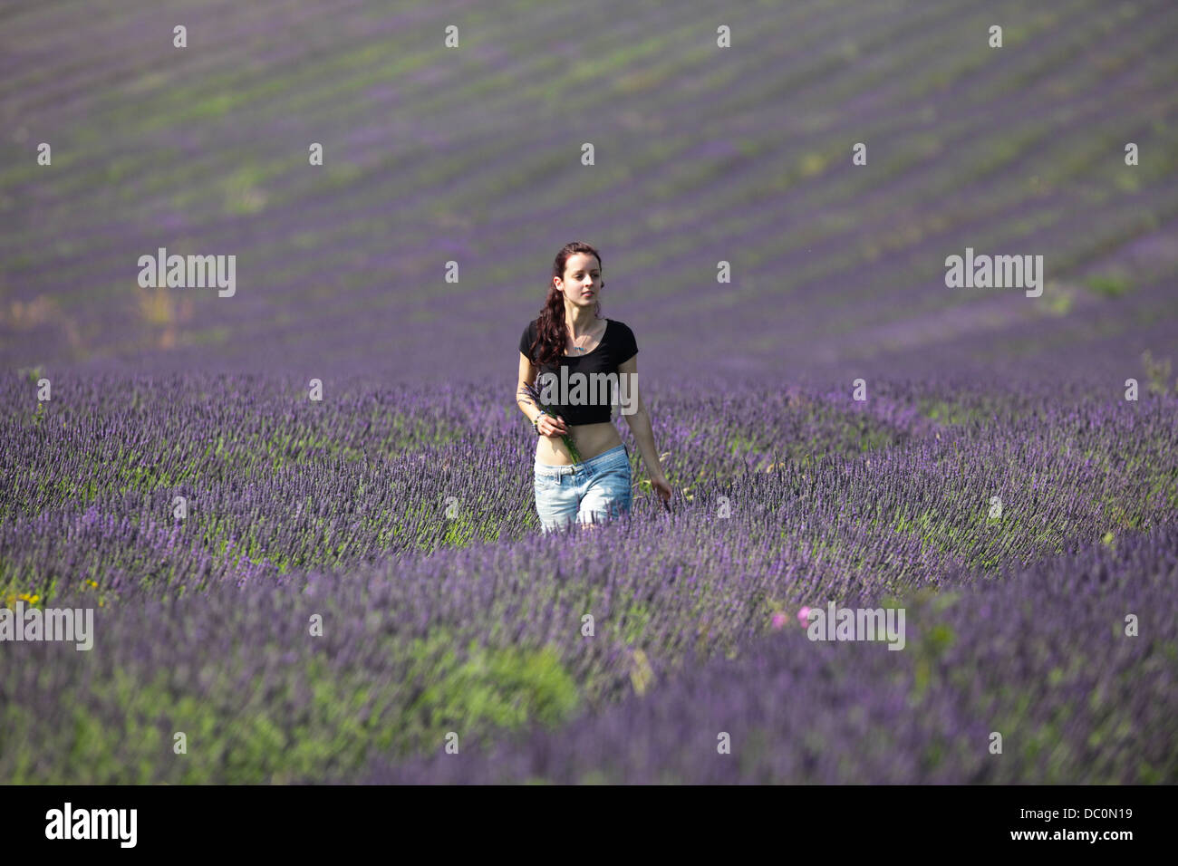 PICKING LAVENDER AT CADWELL FARM HITCHIN,HERTFORDSHIRE Stock Photo - Alamy