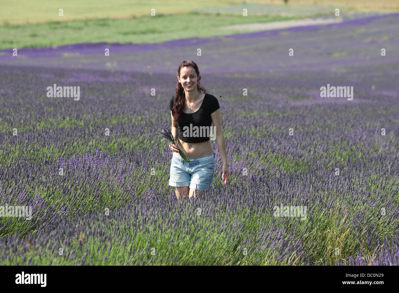 PICKING LAVENDER AT CADWELL FARM HITCHIN,HERTFORDSHIRE Stock Photo - Alamy