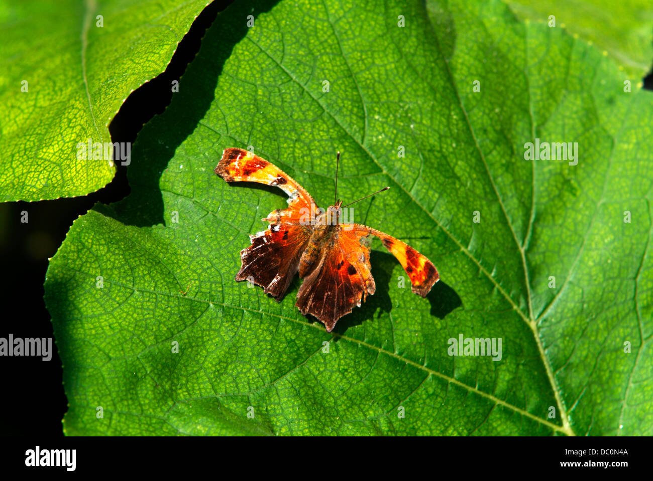 BUTTERFLY WITH ODDLY SHAPED WINGS ON LEAF Stock Photo - Alamy