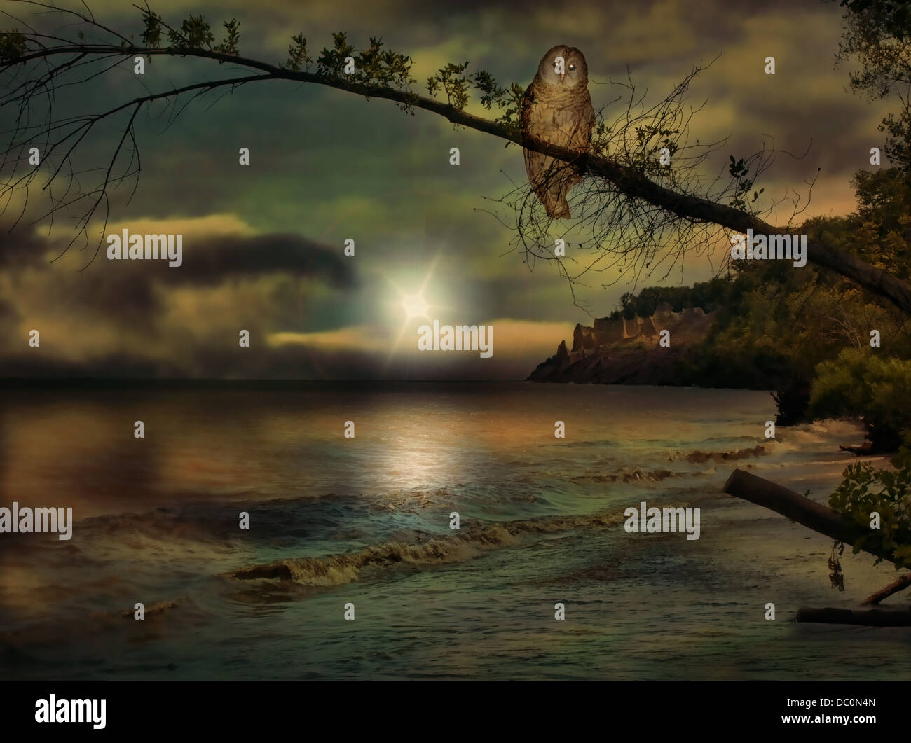 owl on beach in the evening depiction Stock Photo - Alamy